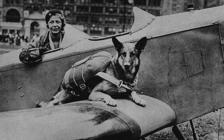 Animals Used in WW2 Combat – D-Day Center