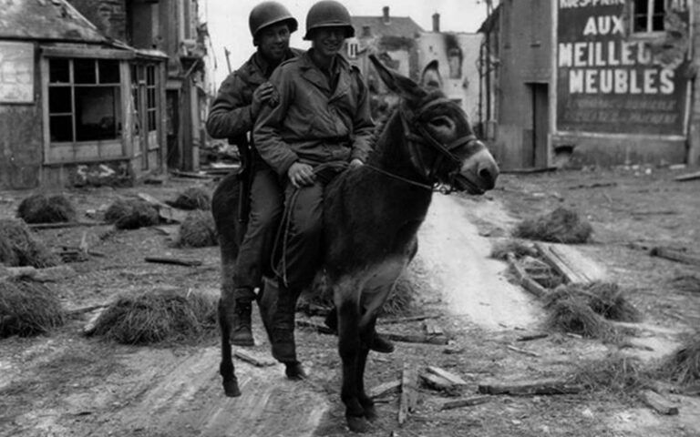 Animals Used in WW2 Combat – D-Day Center